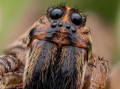Jumping Spider Close Up