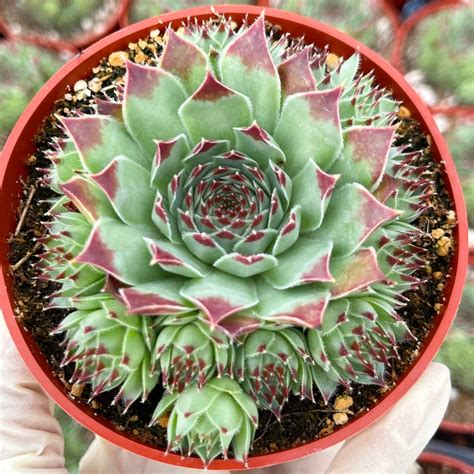 Hens And Chicks Succulent Etsy