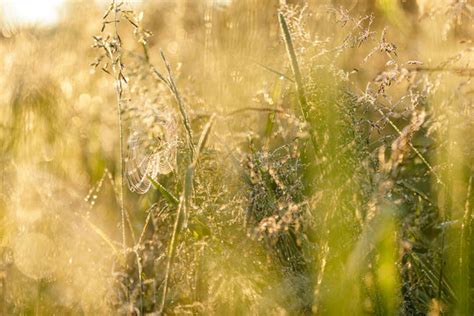 Imágenes De Eichenblatt Descubre Bancos De Fotos Ilustraciones