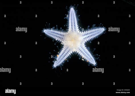 The Luidia Sarsi Is A Species Of Starfish Several Weeks After