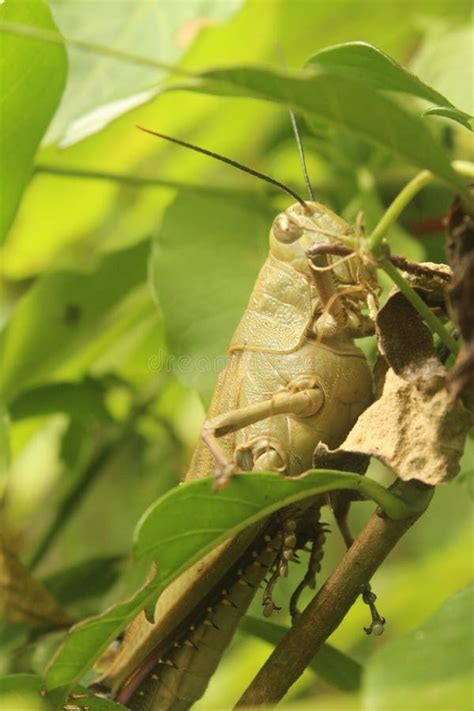 Camouflaged Grasshopper Stock Image Image Of Green 267185603