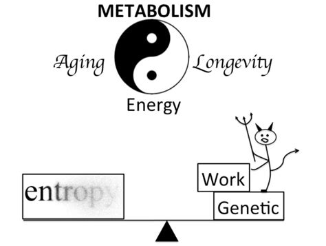 Aging Versus Longevity Aging Can Be Envisioned As An Entropy Driven