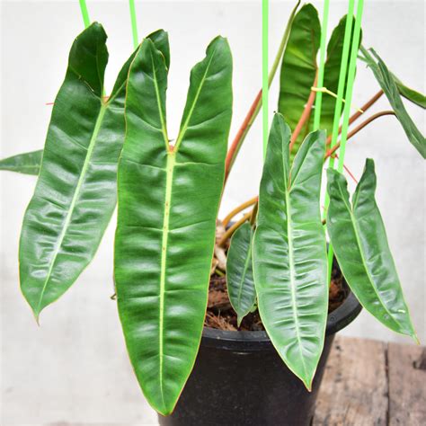 Philodendron 69686 Plant Care Guide Green Haven Plants