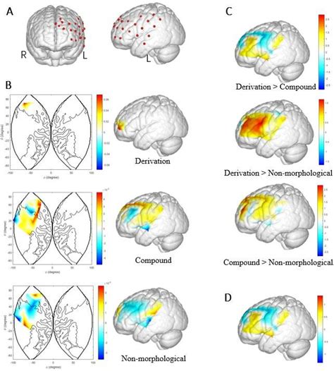 Configuration Of Fnirs Layout And Activation Maps A Fnirs Layout