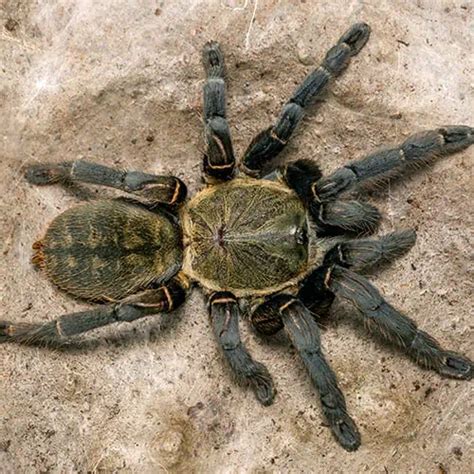 Awa Tarantula Breeding Project Angkor Wildlife And Aquarium