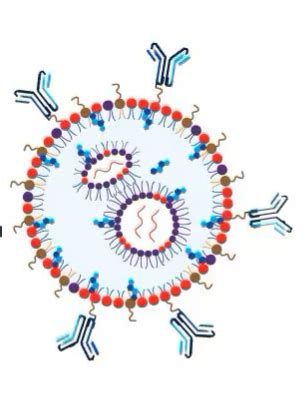 Targeted Lipid Nanoparticles Tlnp Antibody Conjugated And Sort Lnp