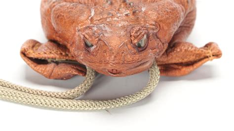 Taxidermy Sugar Cane Toad Coin Purse Ebth