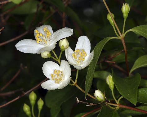 Philadelphus Lewisii Calflora