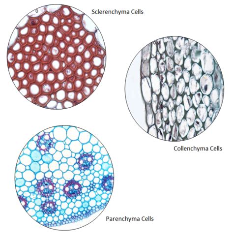 Collenchyma Tissue Diagram