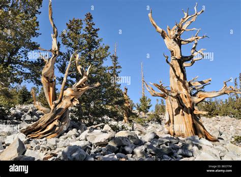 Bristlecone Pines Pinus Aristata Between 2000 And 3000 Years Old