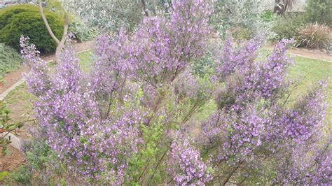 Native Thyme Plant Identification Native Foods