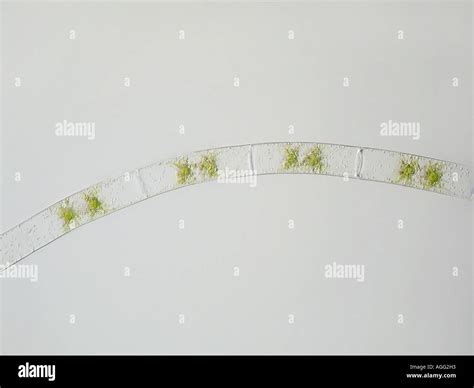 Zygnema Microscope Banque De Photographies Et Dimages à Haute