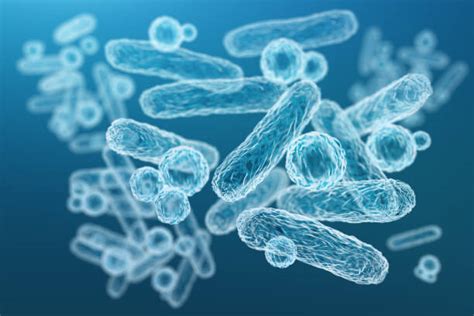 Lactobacillus Paracasei