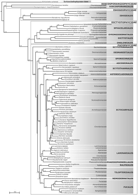 An Updated Classification Of Brown Algae Ochrophyta Phaeophyceae