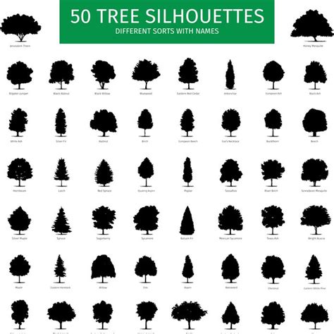 Tree Silhouette Identification Tree Identifier Online Cskoq