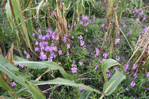 Resilientafrica Network Innovation Community Dissemination Of The