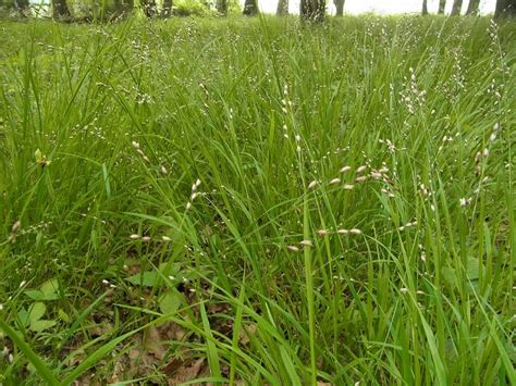 Wood Melic Melica Uniflora Growing Guides