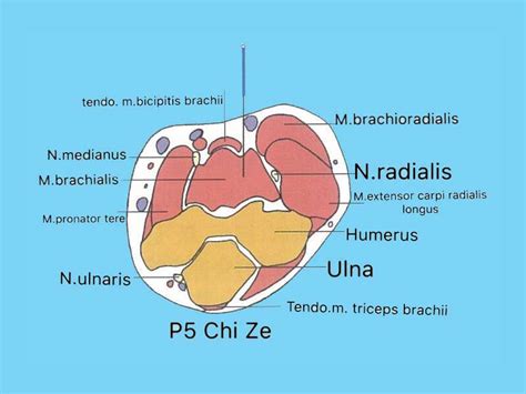 P5 Chize Punto Acupuntura Del Meridiano Del Pulmón