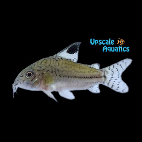 Julii Cory Corydoras Julii Upscale Aquatics