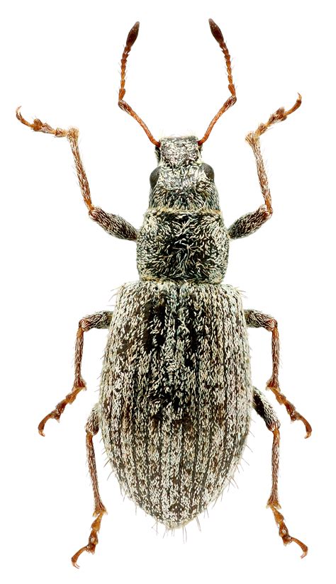 Долгоносик Polydrusus Orodrusus Turanensis Faust 1891 автор фото И