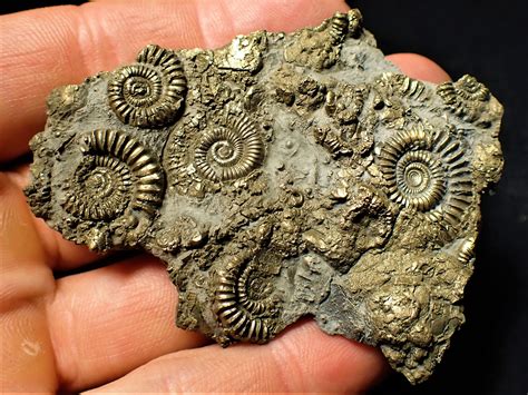 Large Pyrite Multi Ammonite And Bivalve Fossil 72 Mm Jurassic Coast Fossils