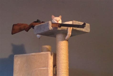 Cat Meme Templates Imgflip