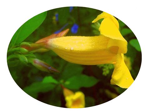 Tropical Flowering Shrubs