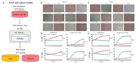 De Novo Design And Development Of A Nutrient Rich Perfusate For Ex Vivo