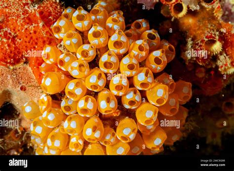 Malaysia Sabah Mabul Ascidians White Spotted Sea Squirt