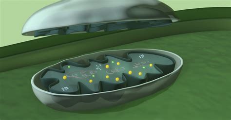 Mitochondrial Dna Fraction Breaks Linked To Increased Risk Of Nhl