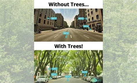 Temperatures With And Without Trees Creatively United Community