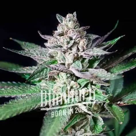 Sale Of Blimburn Seeds Alien Rock Candy Feminised Cannabis Seeds