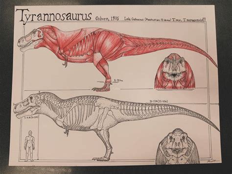 Tyrannosaurus Diagram By Paulioart On Deviantart