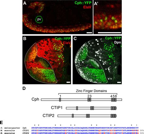 The Drosophila Homologue Of Ctip1 Bcl11a And Ctip2 Bcl11b Regulates