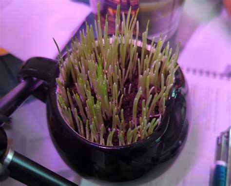 Propagating Cat Grass Step By Step Guide 🐈