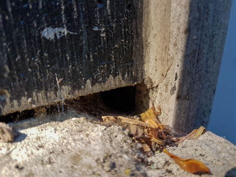 Residential Pest Proofing Pest Proof Pros