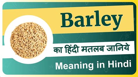 Barley Meaning In Hindi Barley Ka Matlab Kya Hota Hai Barley Means