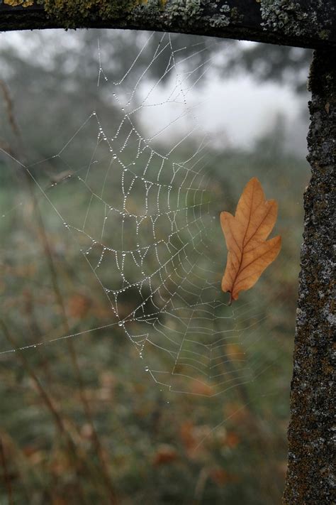 Spider Web Cobweb Dewdrop Indian Free Photo On Pixabay Pixabay