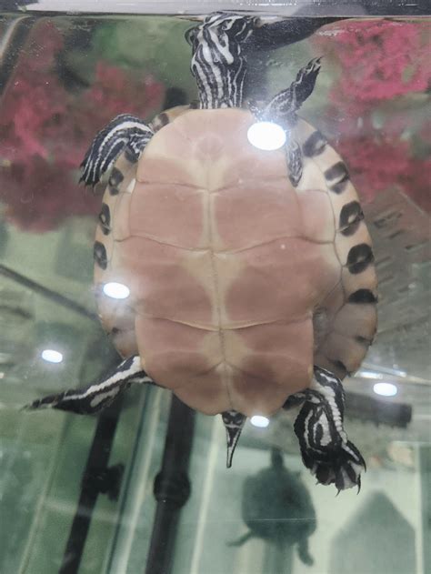 Species And Sex Rturtle