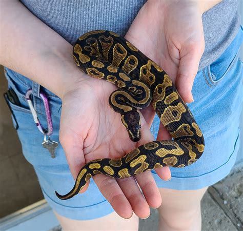 Python Regius Ball Python Yellow Belly 3 Yellow Belly Bal