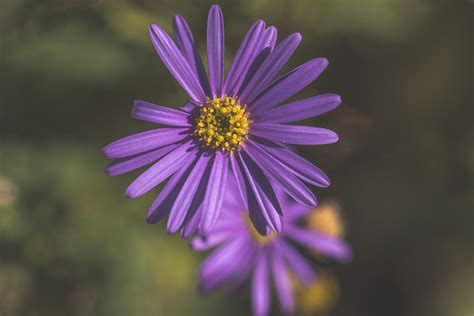Blue Wood Aster Purple Free Photo On Pixabay Pixabay