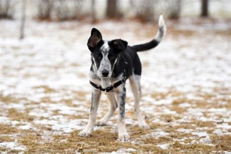 Short Haired Border Collie Pictures Info Temperament And Traits