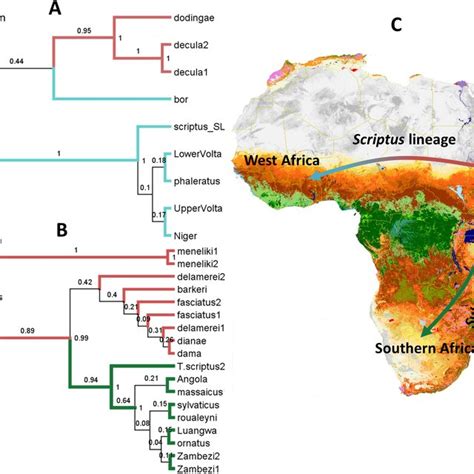 Bayesian Ancestral Range Reconstruction And Colonization History Of Download Scientific Diagram