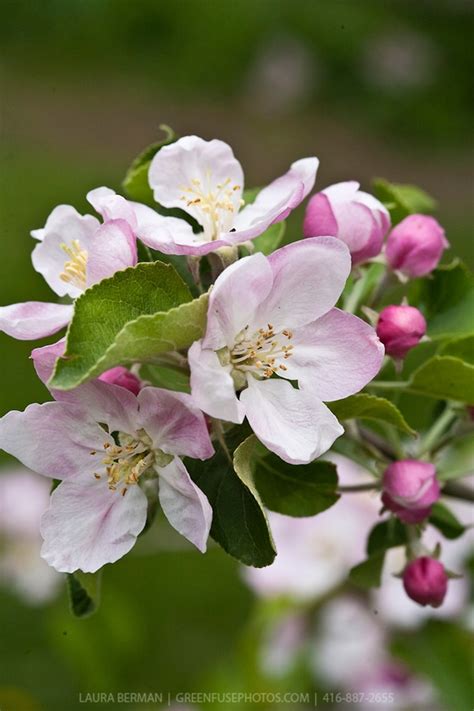 Apple Blossoms Apple Blossom Flower Apple Flowers Flowers