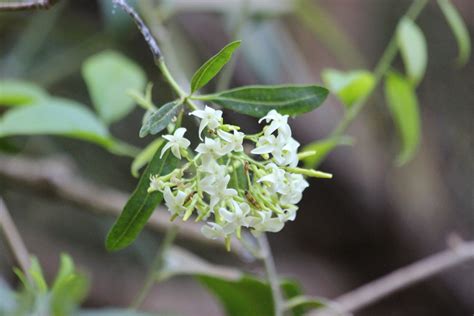 Northern Milkwood From Darwin Nt Australia On August 19 2023 At 09 52 Am By Michael Cincotta