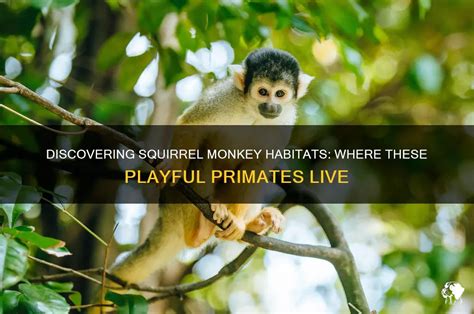 Discovering Squirrel Monkey Habitats Where These Playful Primates Live