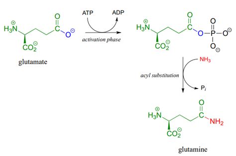 Acyl Phosphate