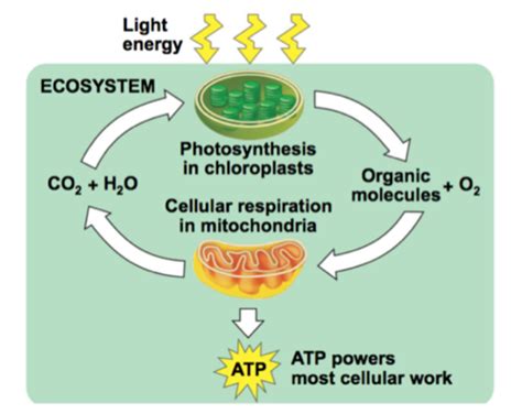 Photosynthesis And Cellular Respiration Flashcards Quizlet