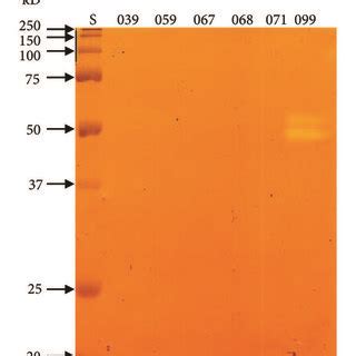 Sds Page A And Zymogram Azocasein B Gel 12 Showing Protease