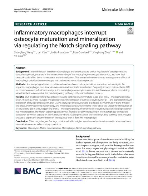 Pdf Inflammatory Macrophages Interrupt Osteocyte Maturation And